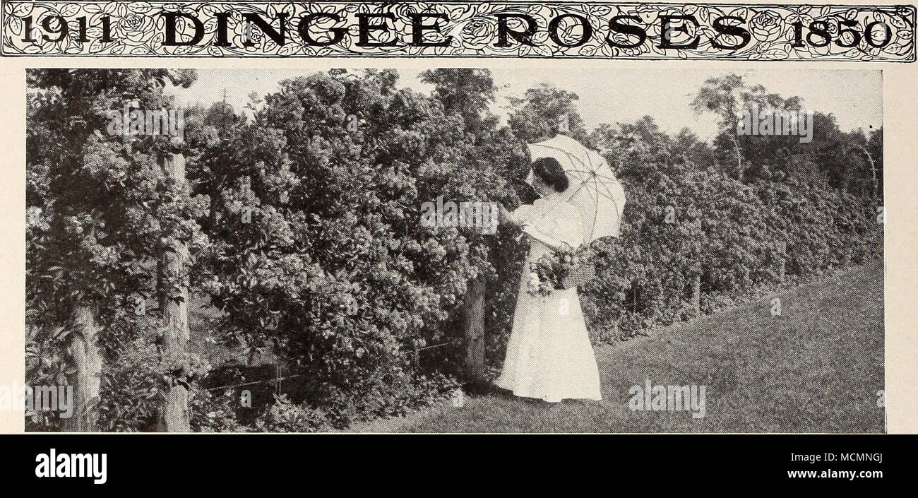 . Crimson Rambler Roses Grown as a Hedge The Famous Rambler Roses OF ...