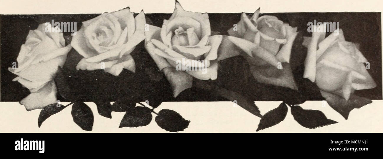 . The Most Wonderful Bush Rose in the World CHARLES DINGEE (See colored ...