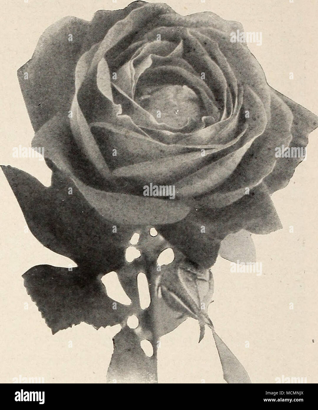 Rose shades of apricot hi-res stock photography and images - Alamy