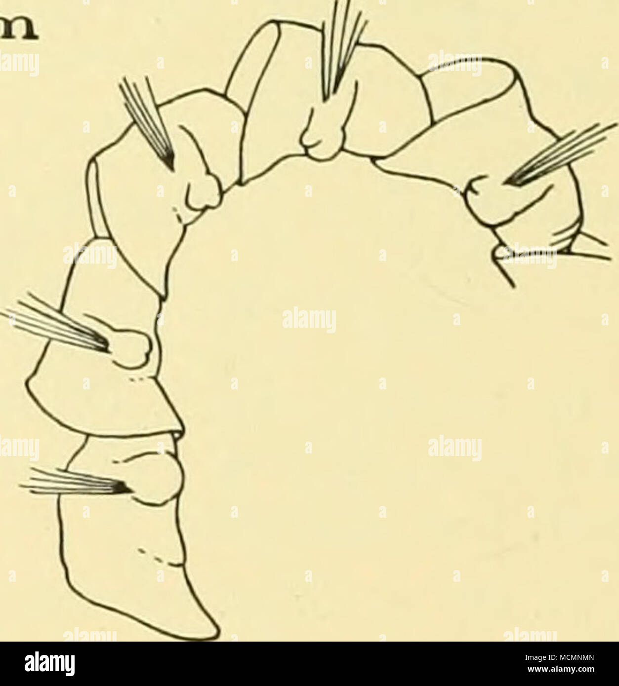 . Fig. 70. Rhodine intermedia. Posterior segments. Genus ...