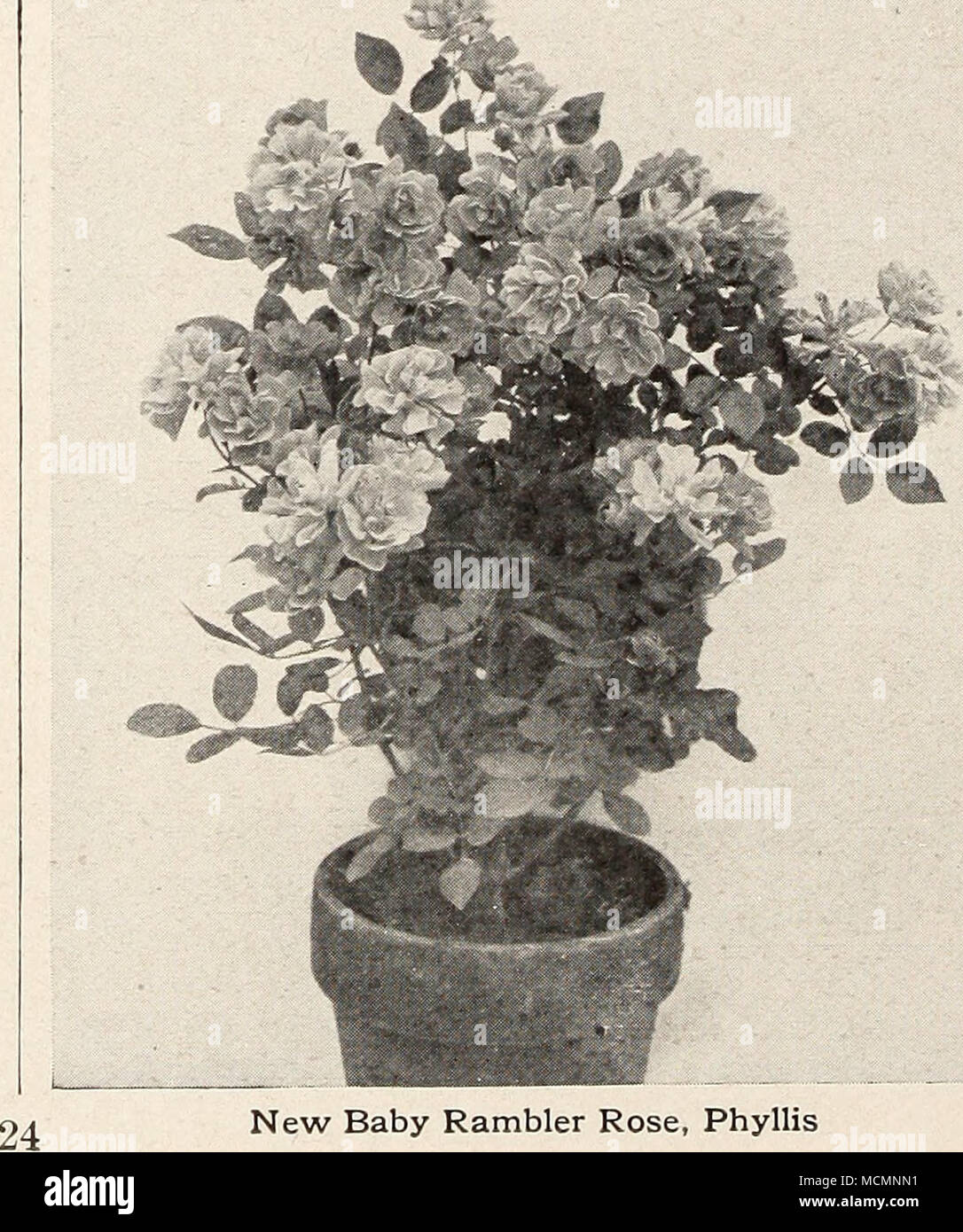 Phyllis rose hi-res stock photography and images - Alamy