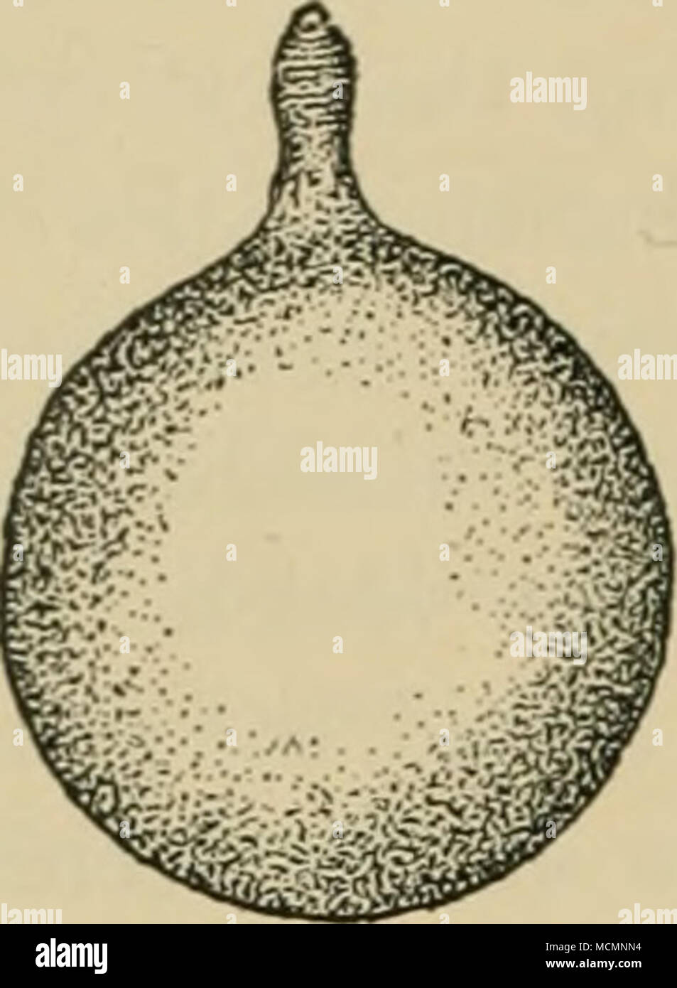 . Fig. 134.—Thin - necked bladder - worm {Cysti- cercus tenuicollis ...