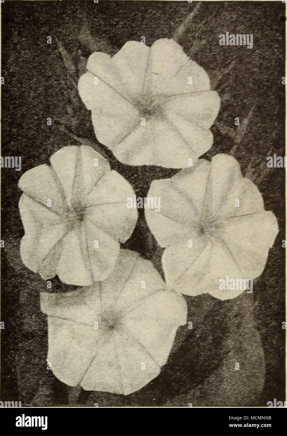 Phrynium leaves hi-res stock photography and images - Alamy