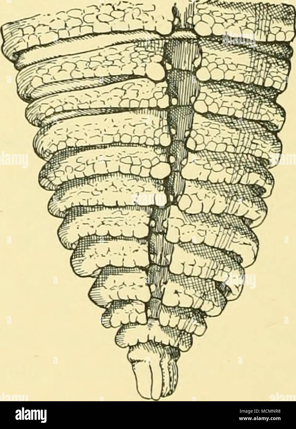 . Fig. 69. Kesun abyssorum. a. Entire specimen, b. 8th chaetiger. c ...