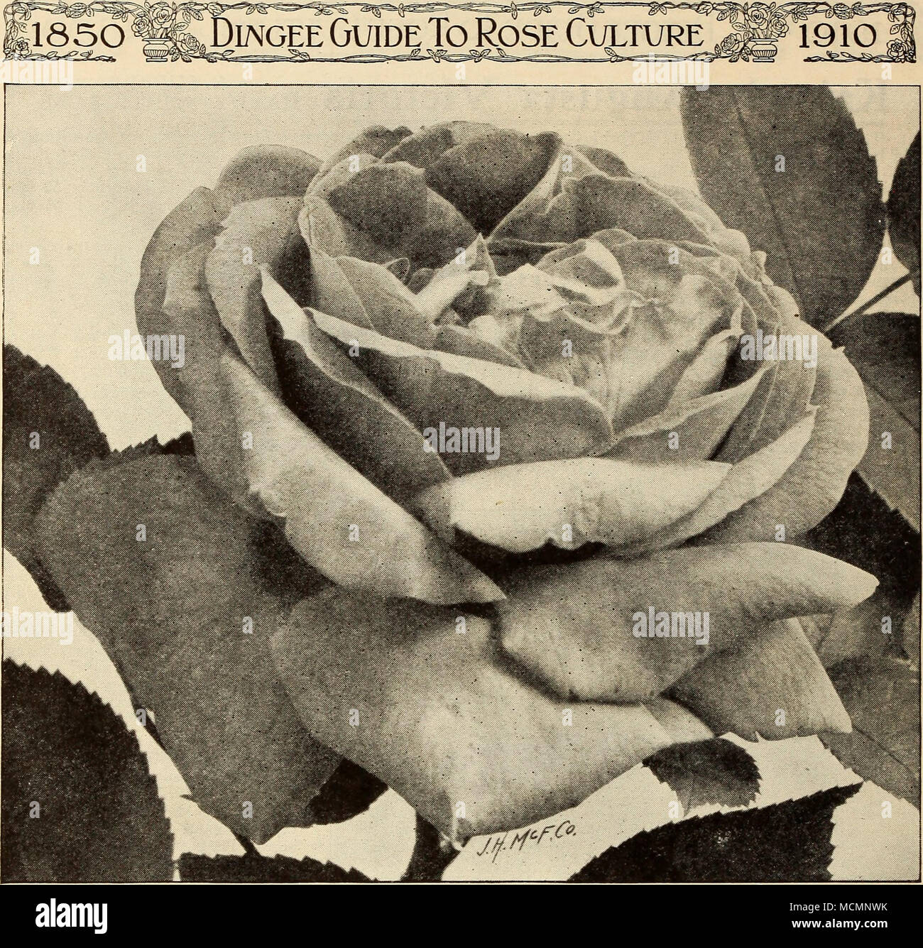 . New Hybrid Tea Rose J. B. Clark A SENSATIONAL TRIUMPH IN ROSE GROWING ...