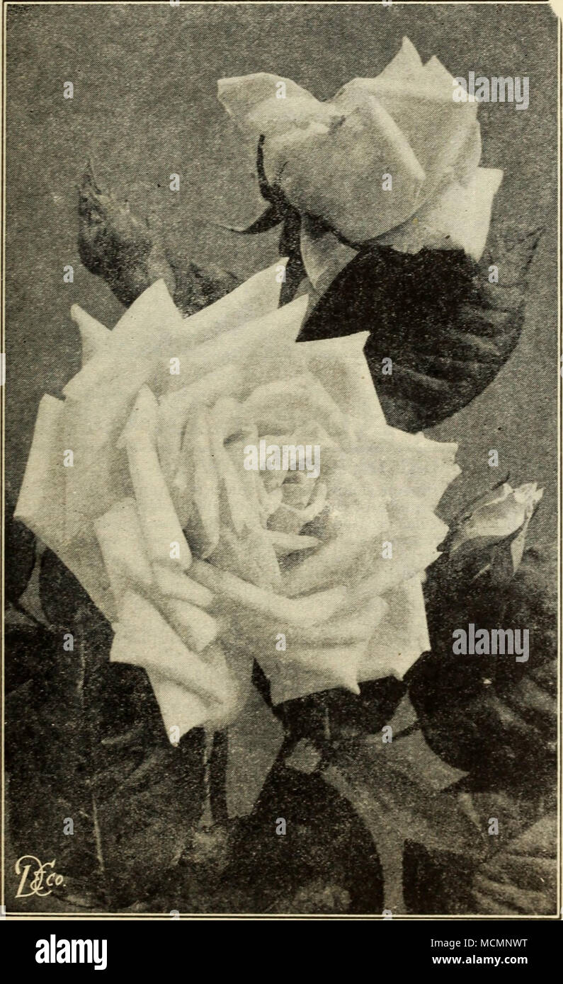 Reflexed red petals hi-res stock photography and images - Alamy