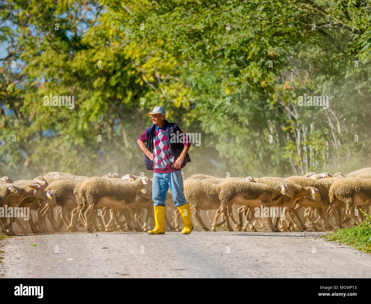 Sheep herding in the Tuscan countryside, Italy Stock Photo - Alamy