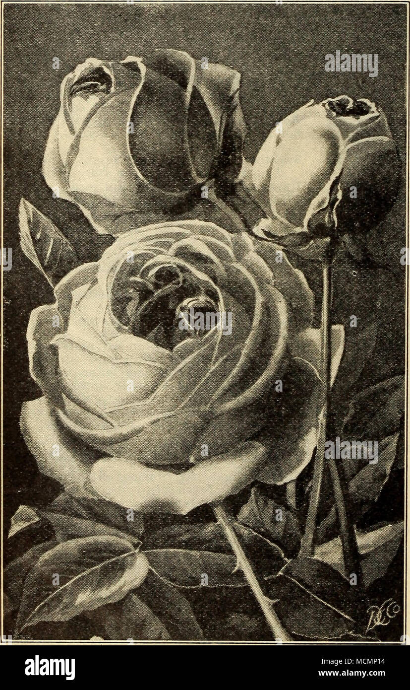. Soleil d'Or (Golden Sun) SOLEIL, D OB ROSE This Rose is the first of ...