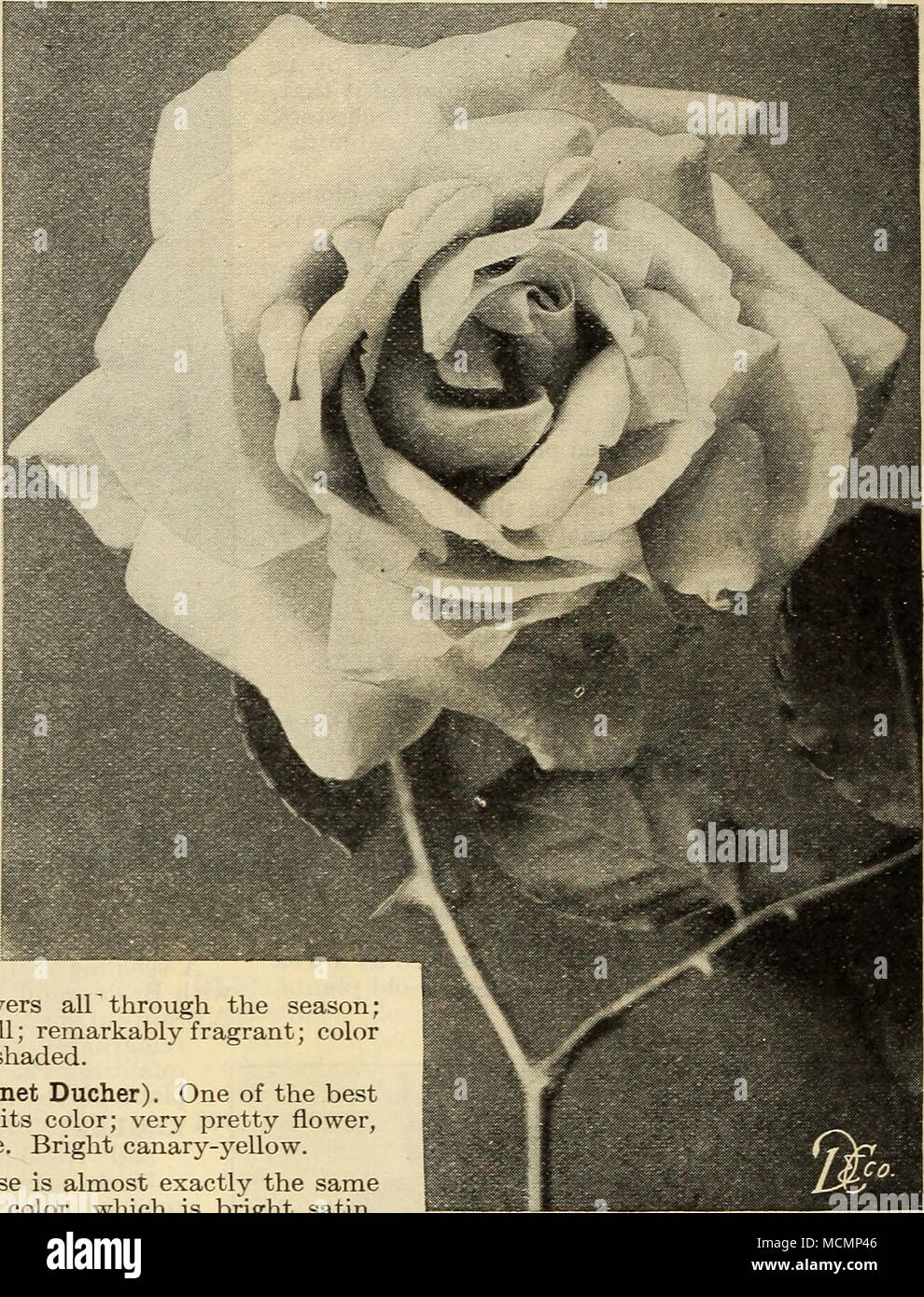 Flush pointed hi-res stock photography and images - Alamy