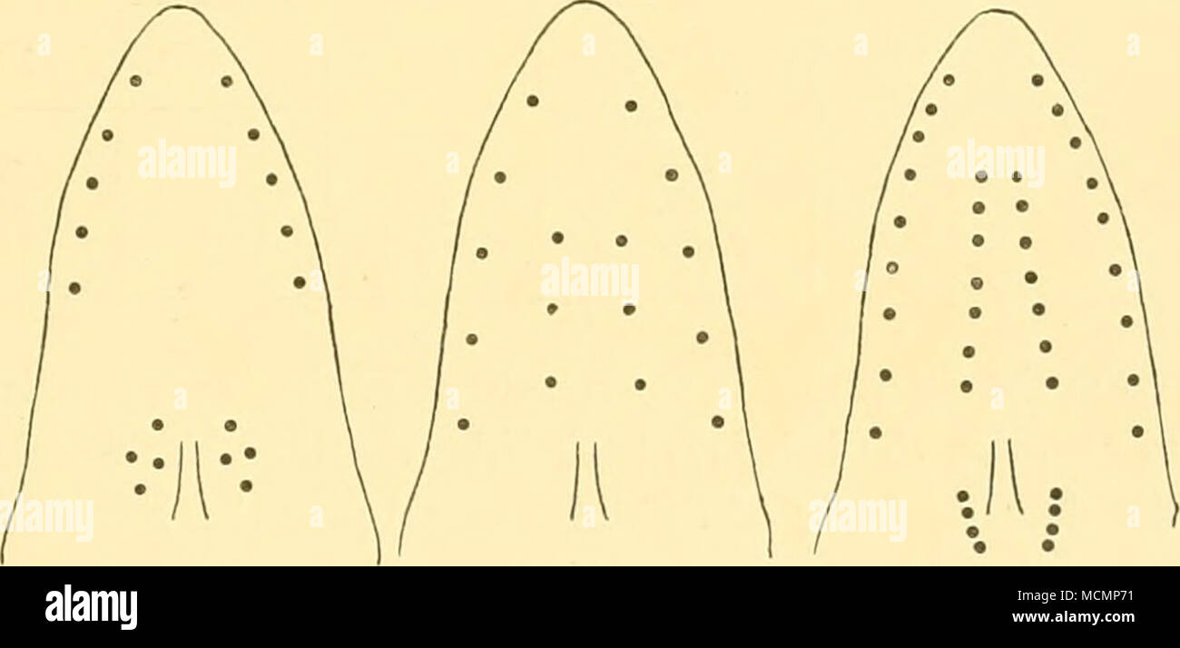 . Fig. 52. Diagrams showing different arrangement of the hairs on the ...
