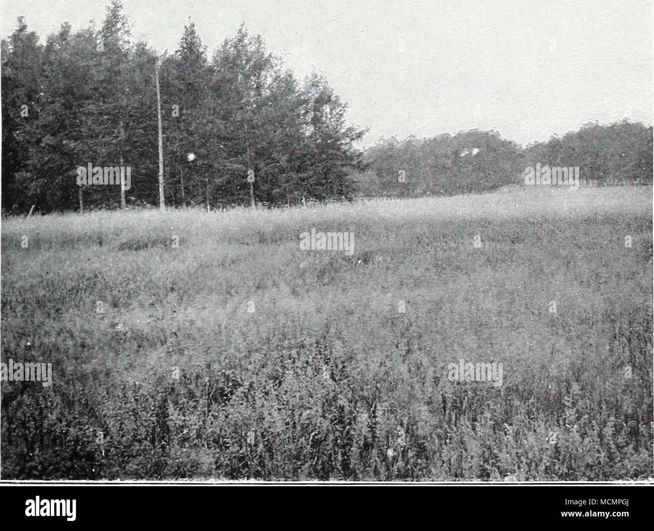 Tamarack swamp hi-res stock photography and images - Alamy
