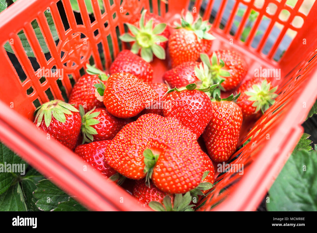 The strawberry in the basket Stock Photo - Alamy