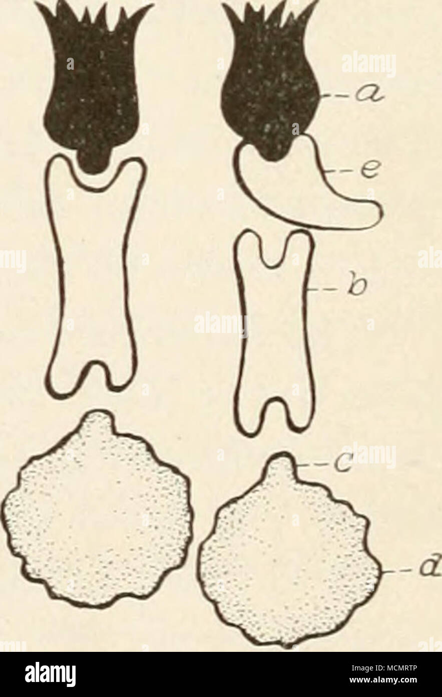 . Fig. 125. A draiving shoiving the action of anti-complement; a, com ...