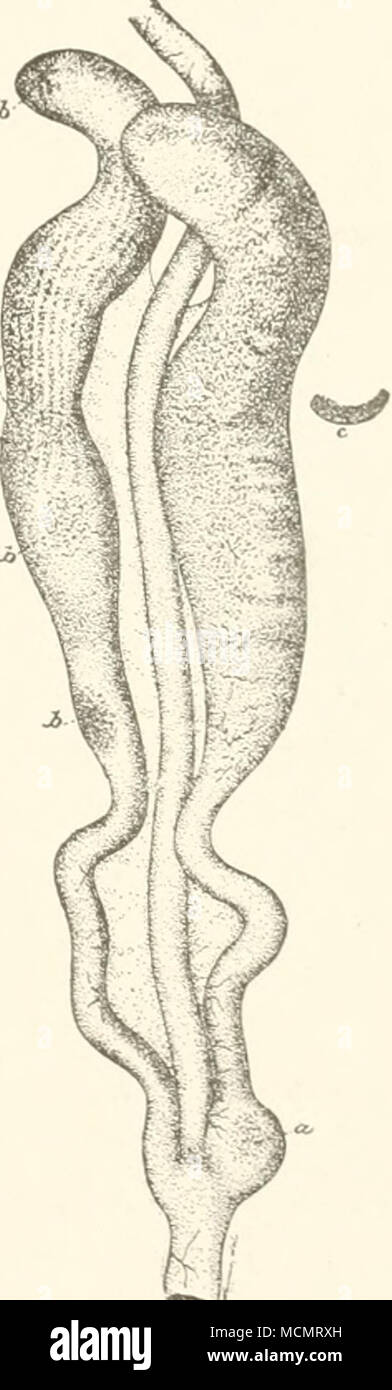 . Fig. 99. Ceca of a turkey; [a) and {h) are diseased areas, {c) a ...