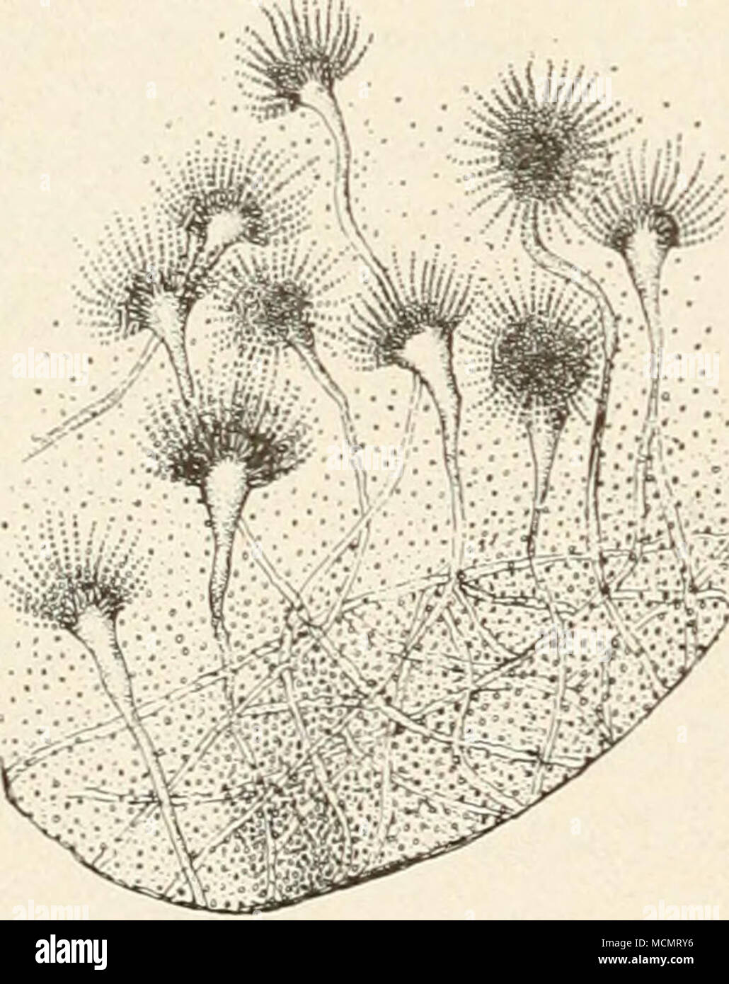 Aspergillus fumigatus hi-res stock photography and images - Alamy
