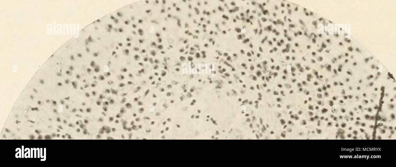 . ic • .^ .•'••" •» Fig. 71. Photograph under higher magnification of ...