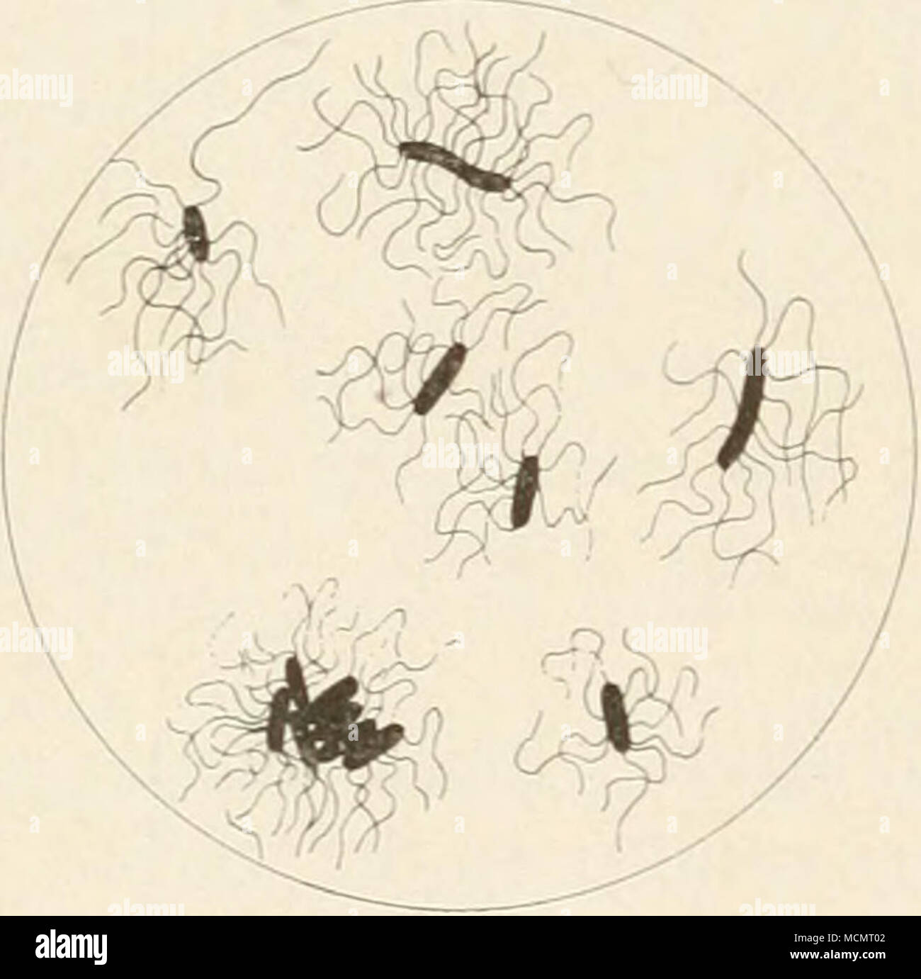 Short flagella hi-res stock photography and images - Alamy