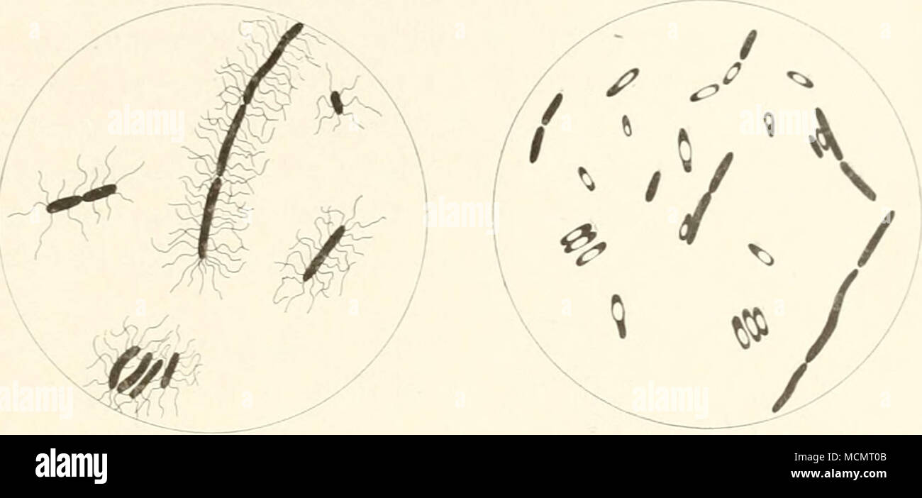 Pig anatomy drawing hi-res stock photography and images - Alamy