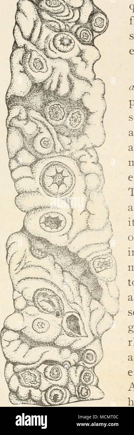 . Fig. 60. Ulcers in the in- testine of a pig dead of hog cholera Stock ...