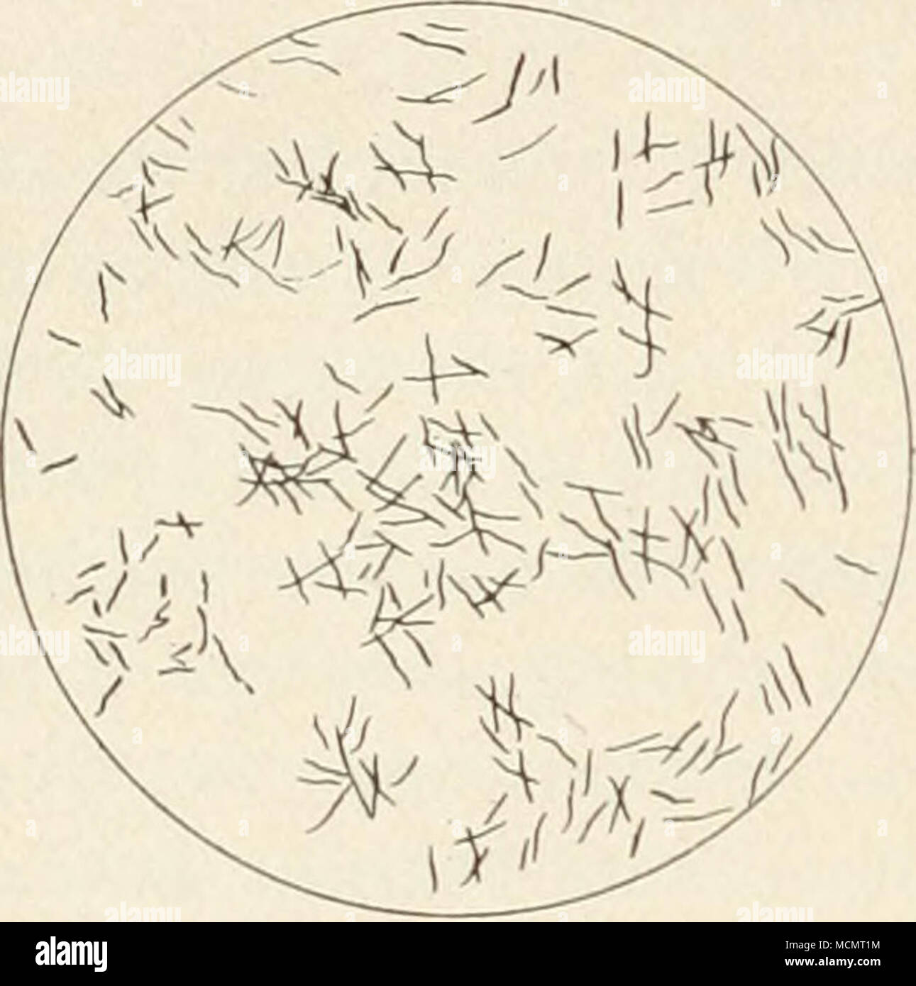 Bled for serum hi-res stock photography and images - Alamy