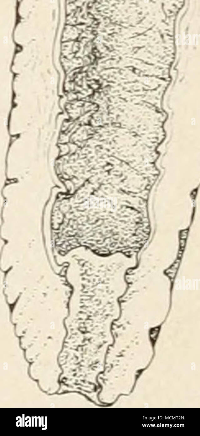 . Fig. 6. Section of a quarter of a cow's udder through one teat; {a ...