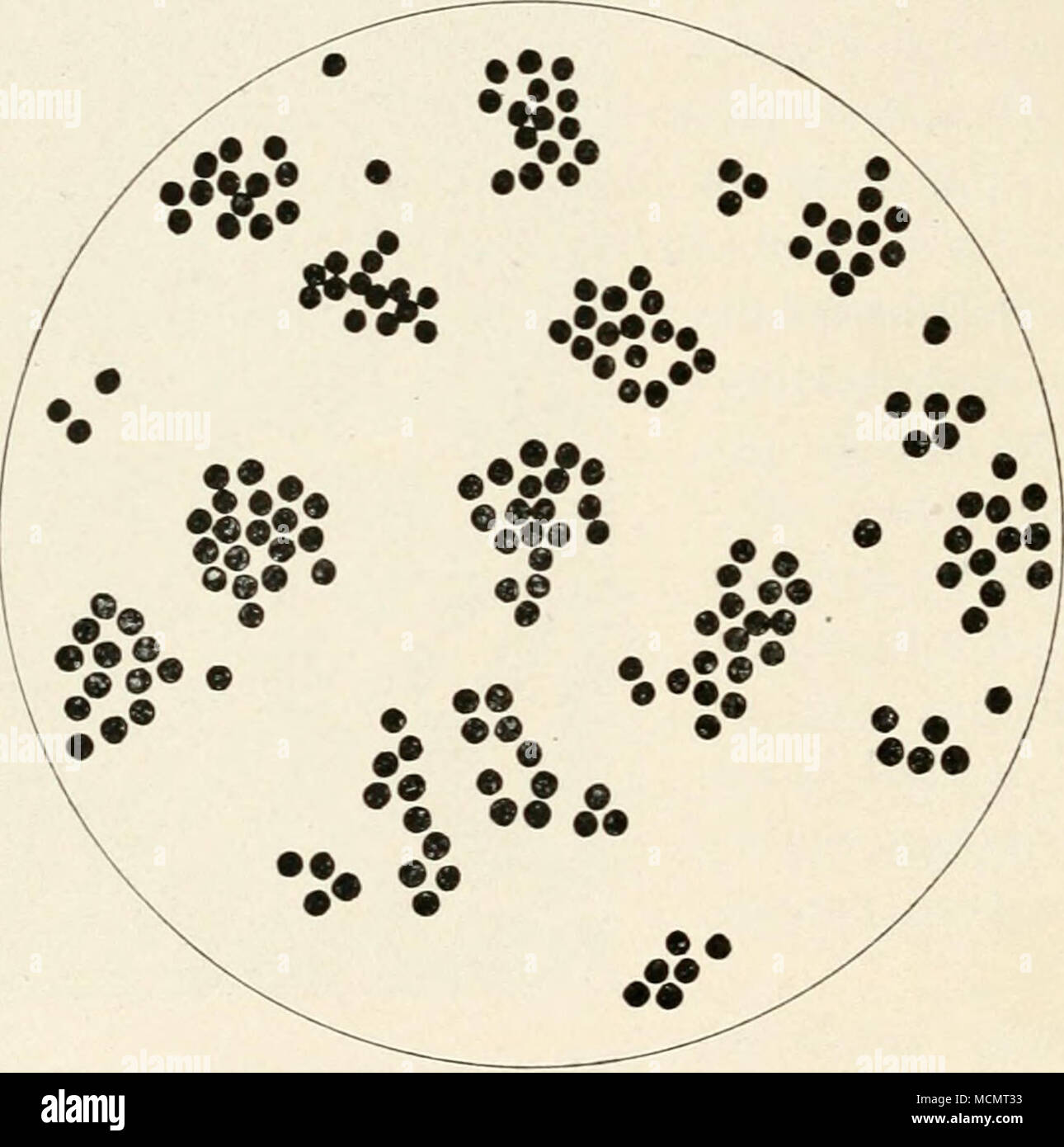 Micrococcus hi-res stock photography and images - Alamy