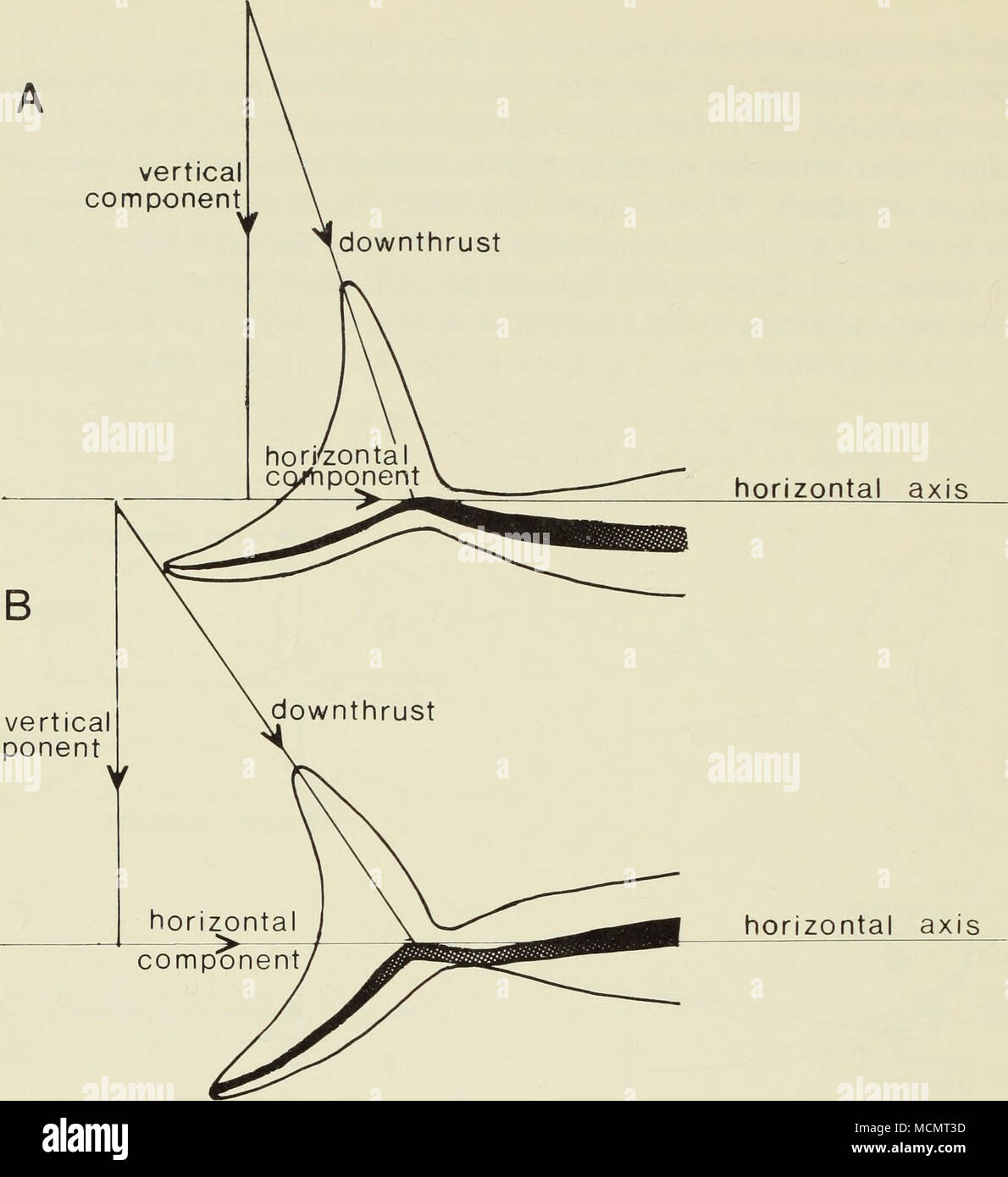. vertical component Fig. 9 Diagrams of an ichthyosaur tail showing how ...