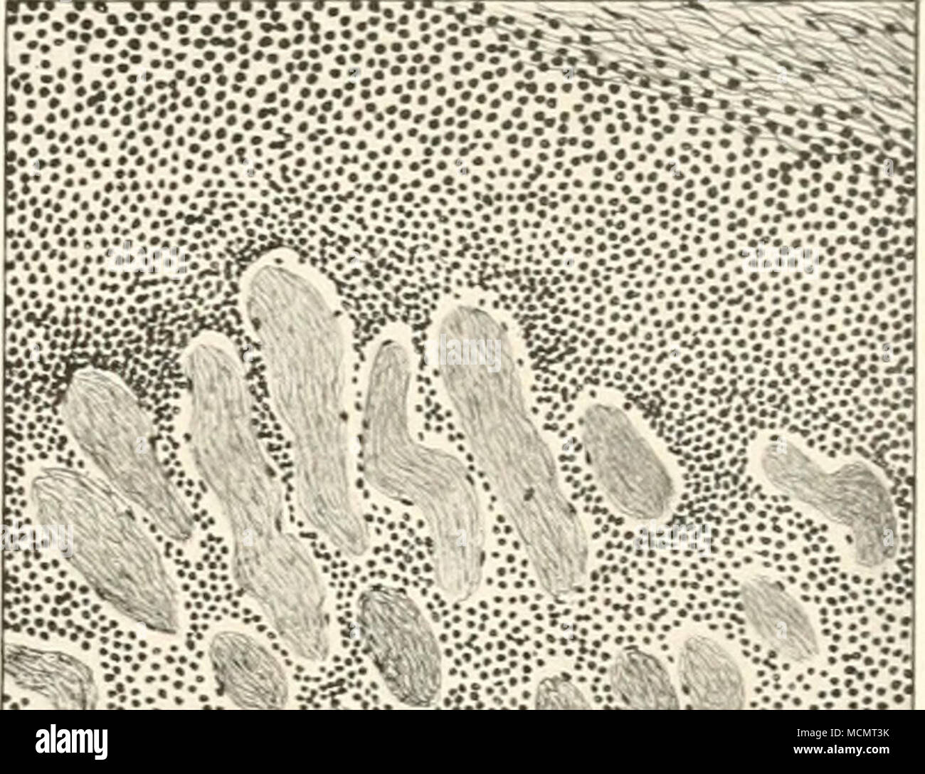 Infectious diseases in cattle hi-res stock photography and images - Alamy