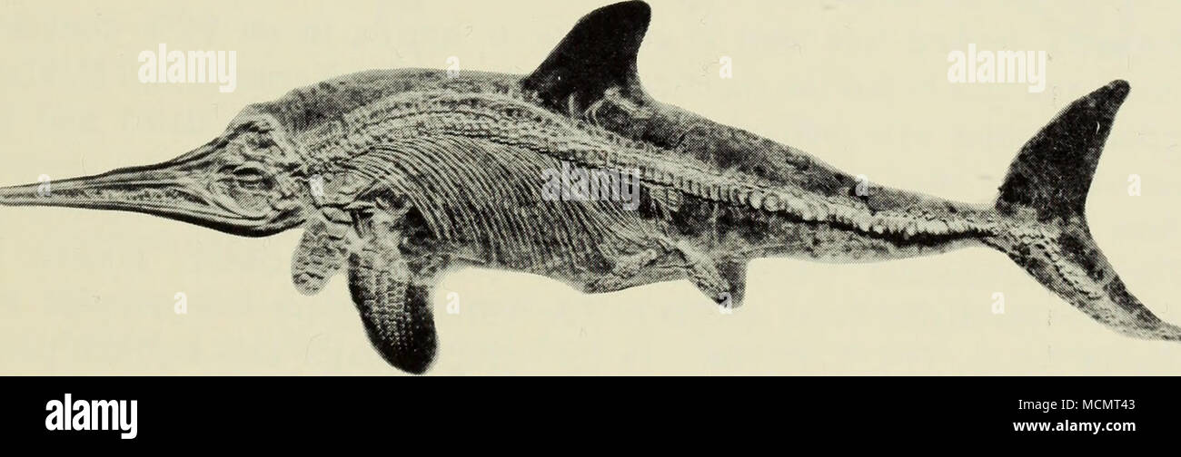 . Fig. 1 Representative specimens of three ichthyosaur species (scale A ...