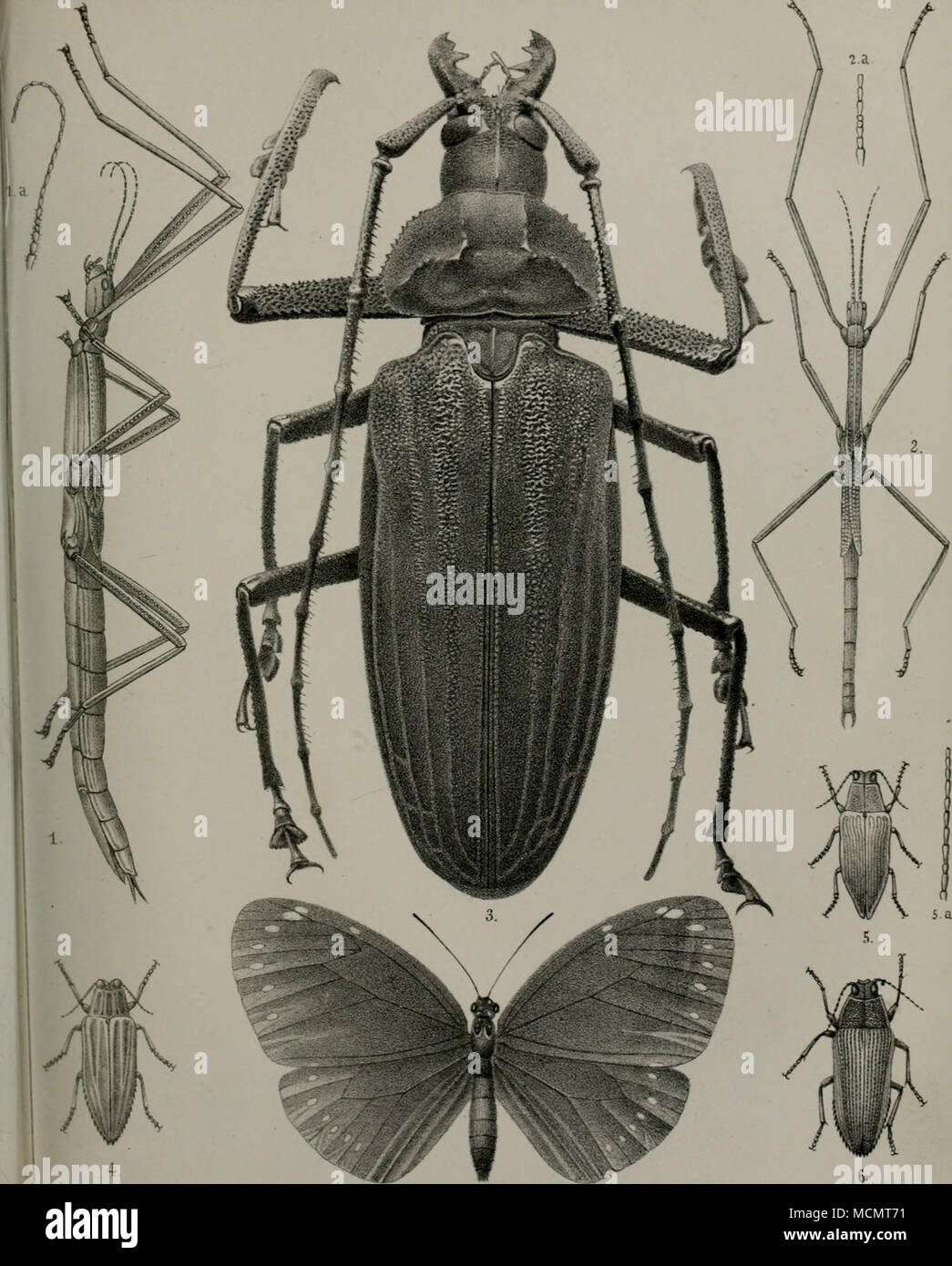 Gedr v hi-res stock photography and images - Alamy