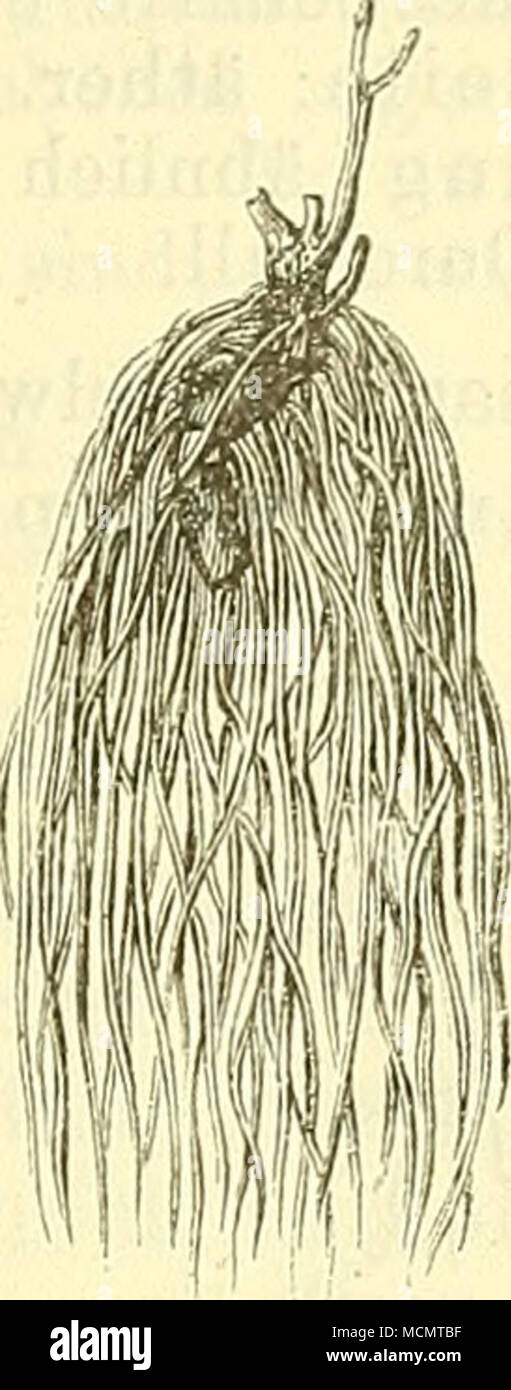 Valerianae radix hi-res stock photography and images - Alamy