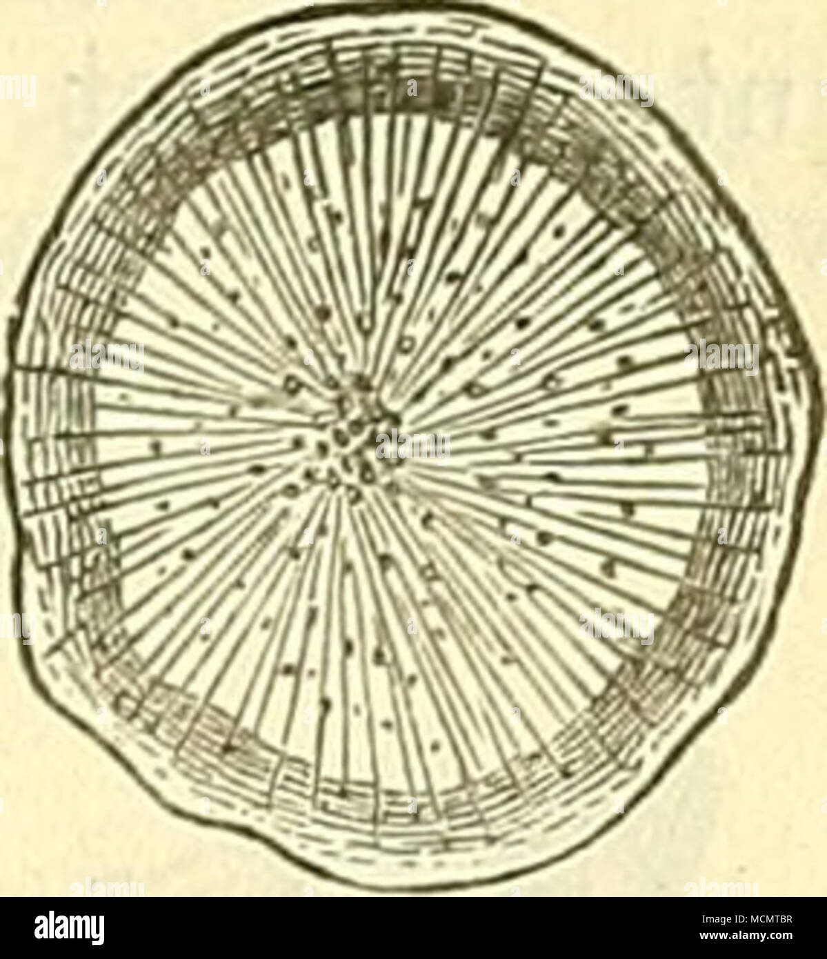 . Fig. 475. Rad. Althaeae. Querschnitt Stock Photo - Alamy