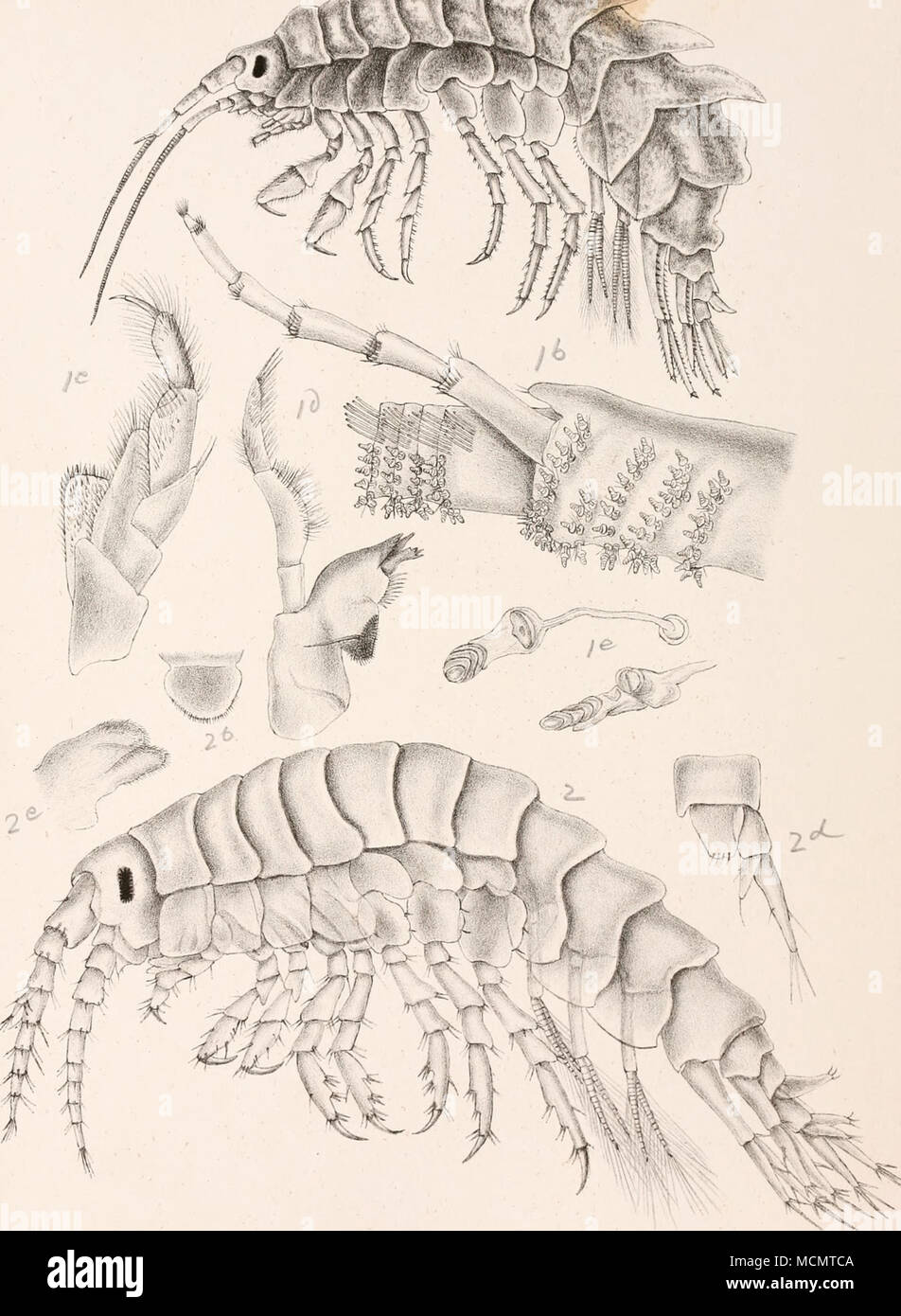 Xax hi-res stock photography and images - Alamy