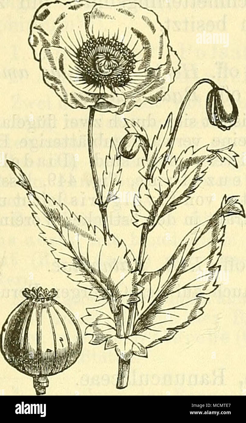 Mohn kapsel hi-res stock photography and images - Alamy