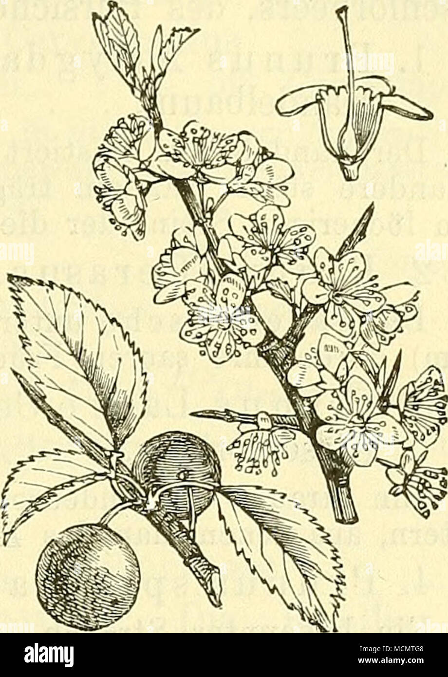 Pomaceae hi-res stock photography and images - Alamy