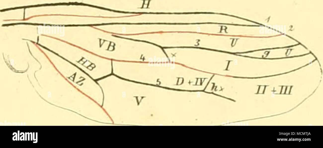 Scenopinus hi-res stock photography and images - Alamy