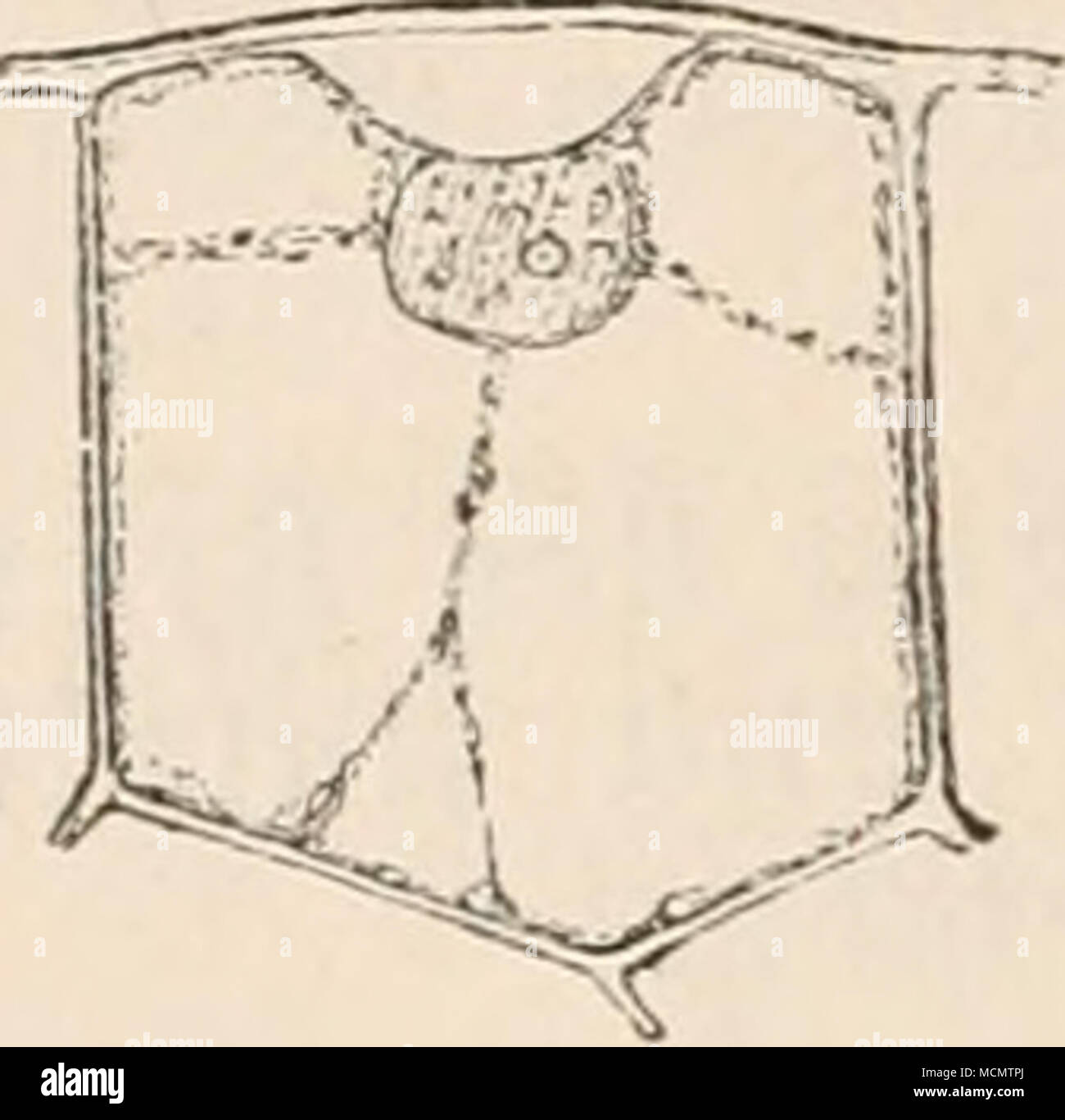 . IV Fig. 161. J Epidermiszellen des Laub- blattes von Cypripedium ...