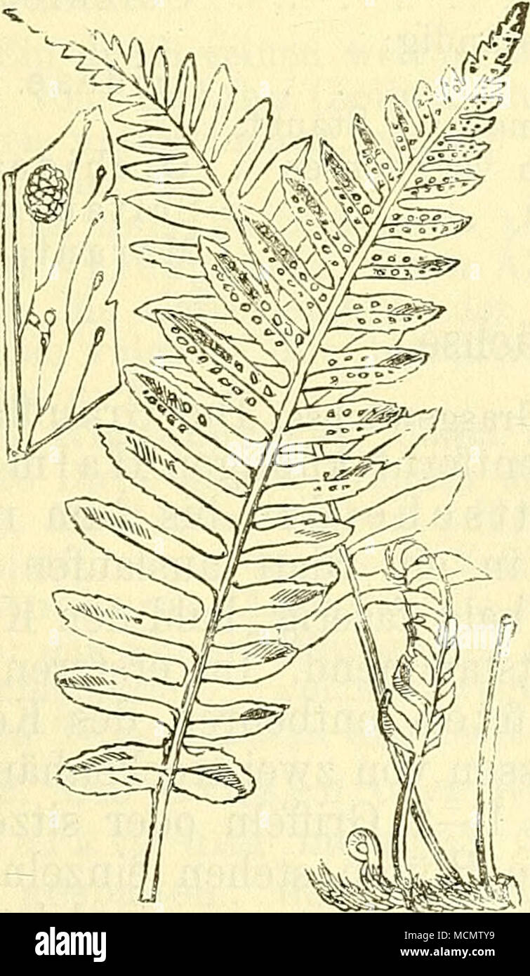 Polypody ferns polypodium species hi-res stock photography and images ...