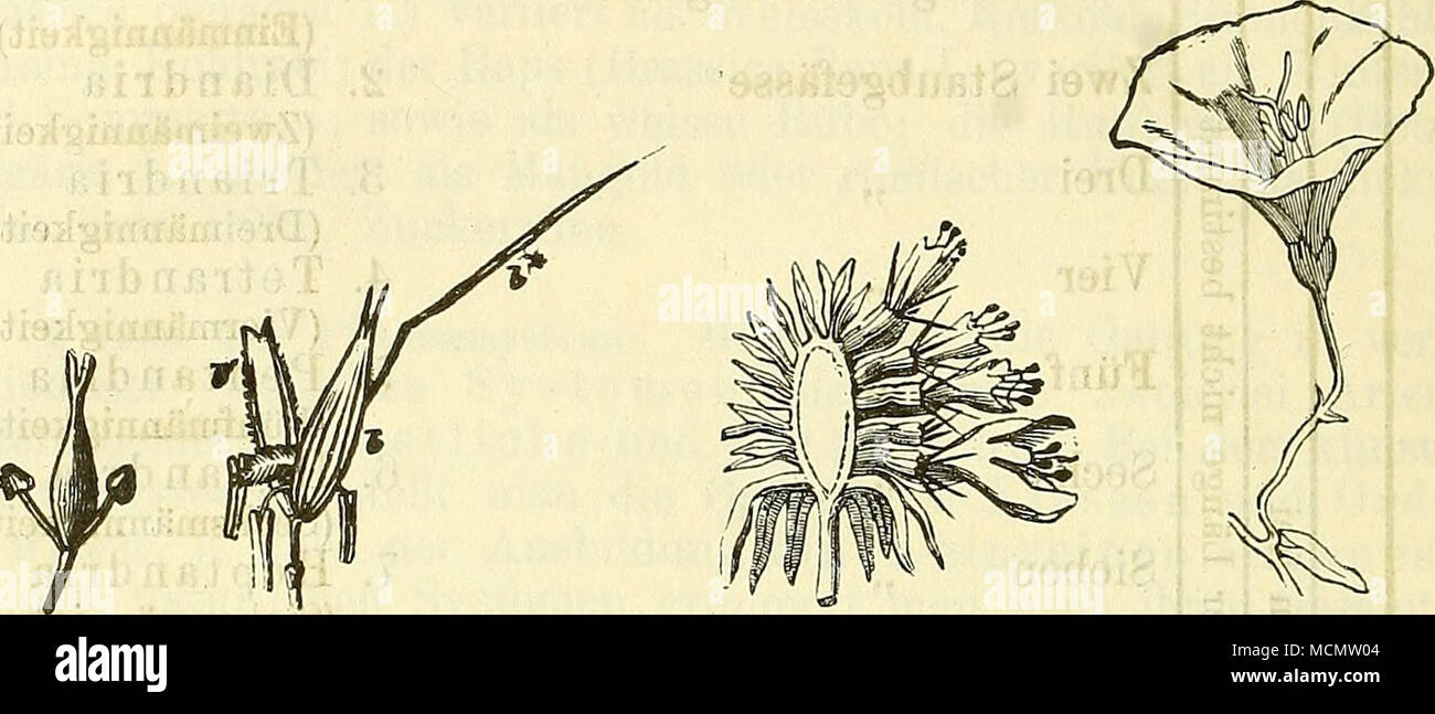 Triandria hi-res stock photography and images - Alamy