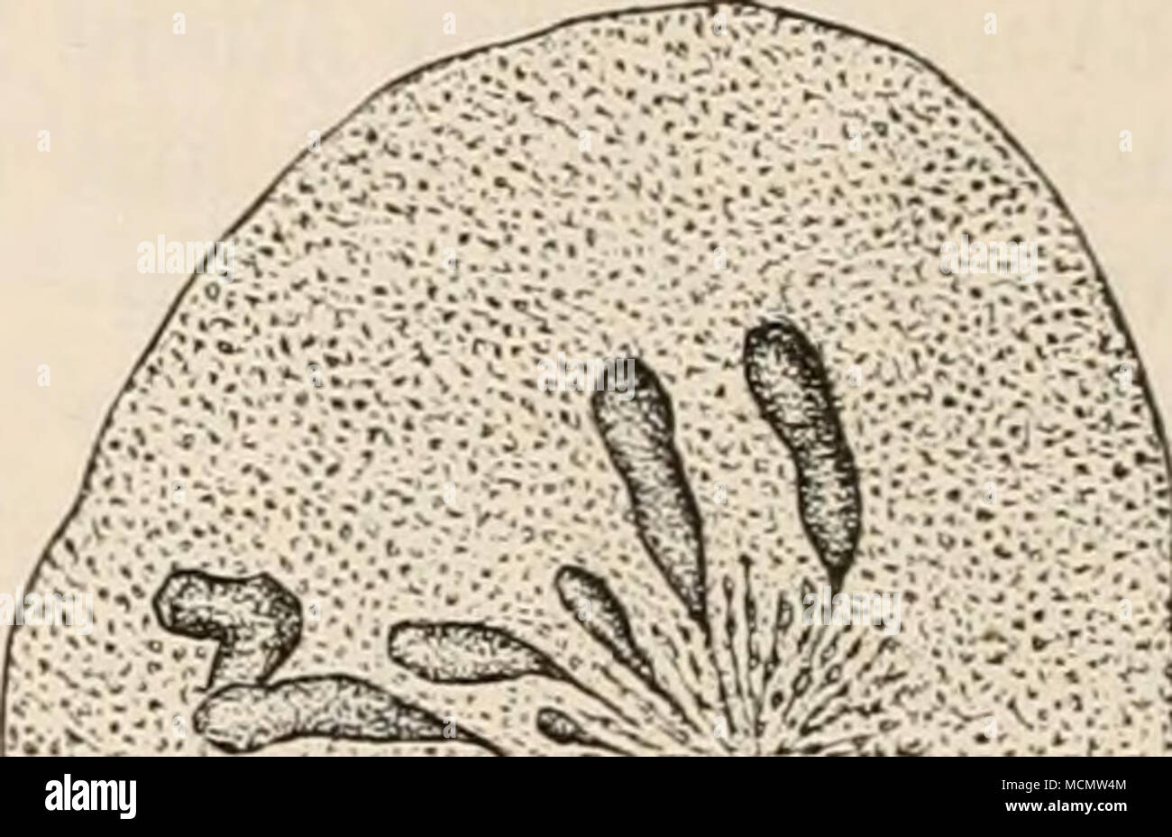 Hertwig hi-res stock photography and images - Alamy