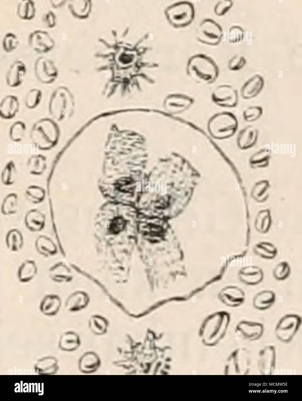 Nuclein High Resolution Stock Photography and Images - Alamy