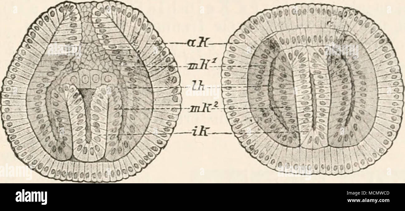 Coeloms hi-res stock photography and images - Alamy