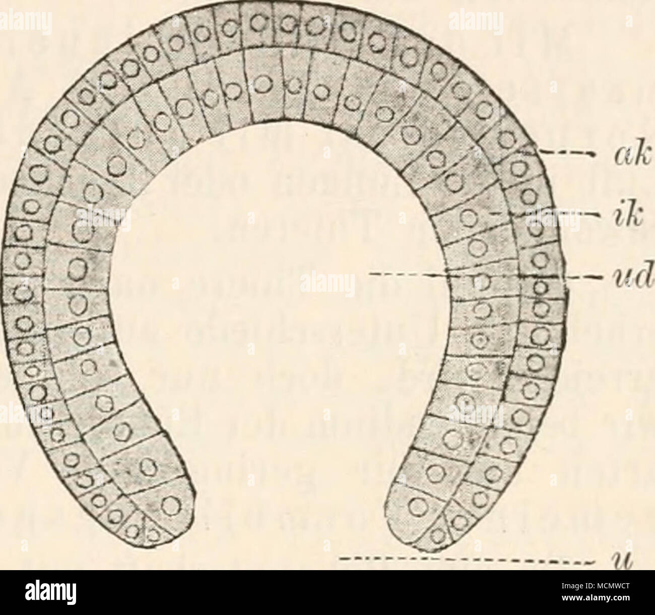 . Fig. 81. Gastrula des Amphioxus laneeolatus. Nach Hatscuek. ak ...