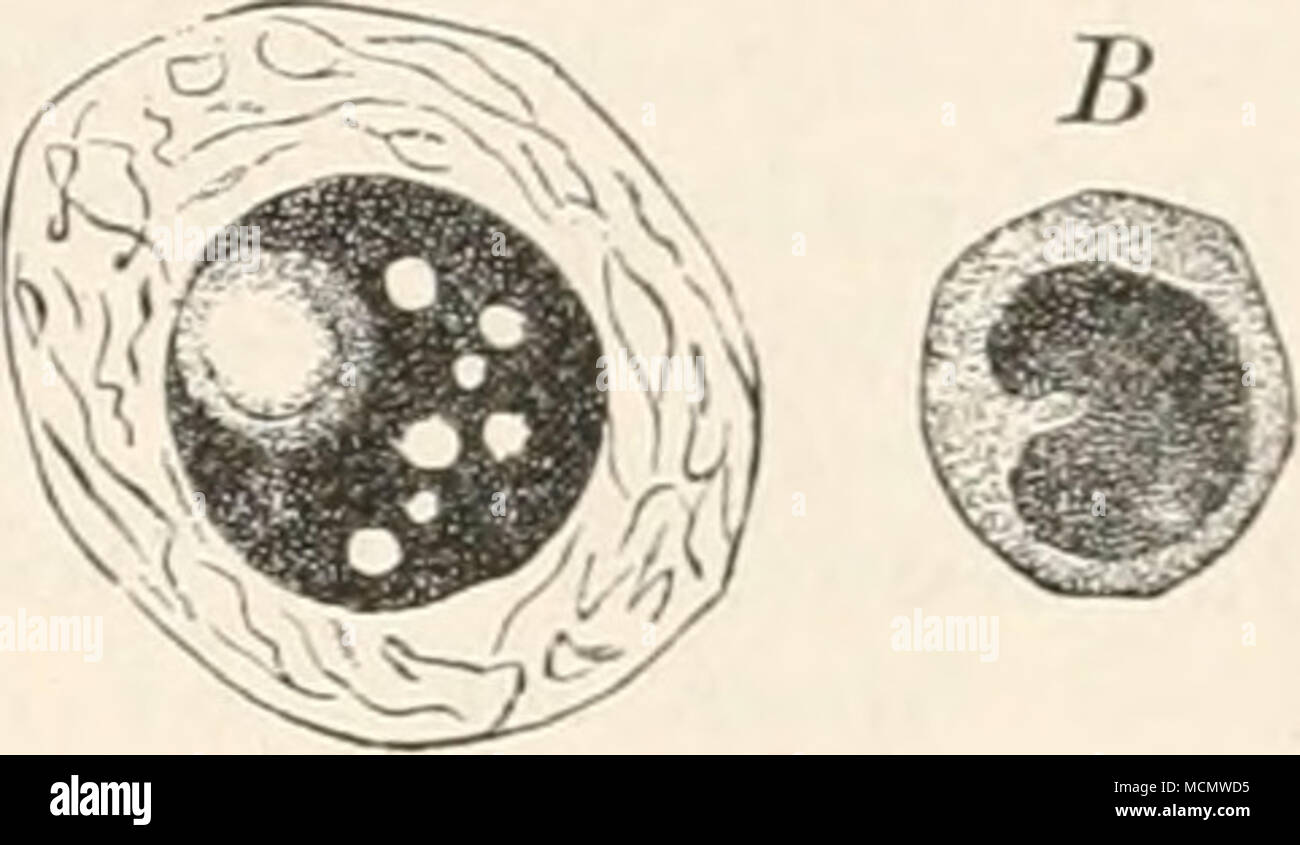 Nuclein hi-res stock photography and images - Alamy