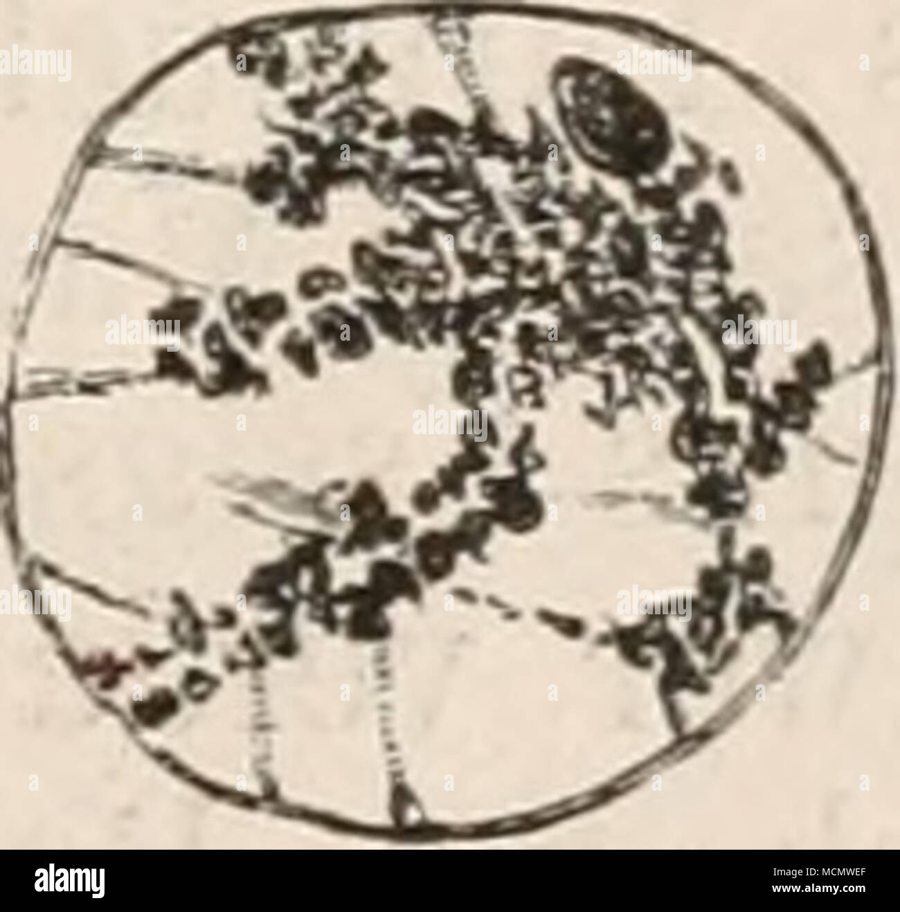 Friedrich Miescher Nuclein