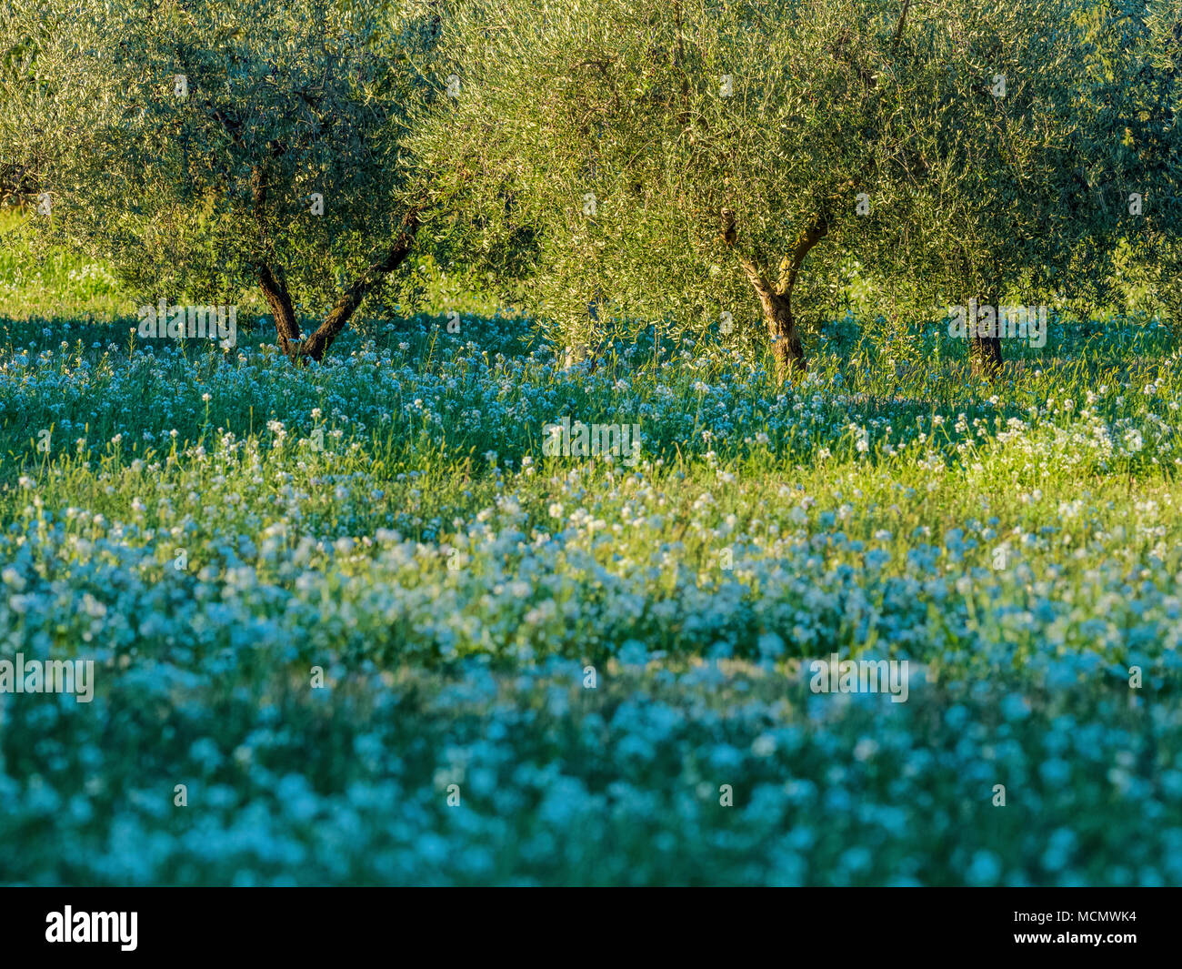 Olive grove Umbria, Italy Stock Photo - Alamy