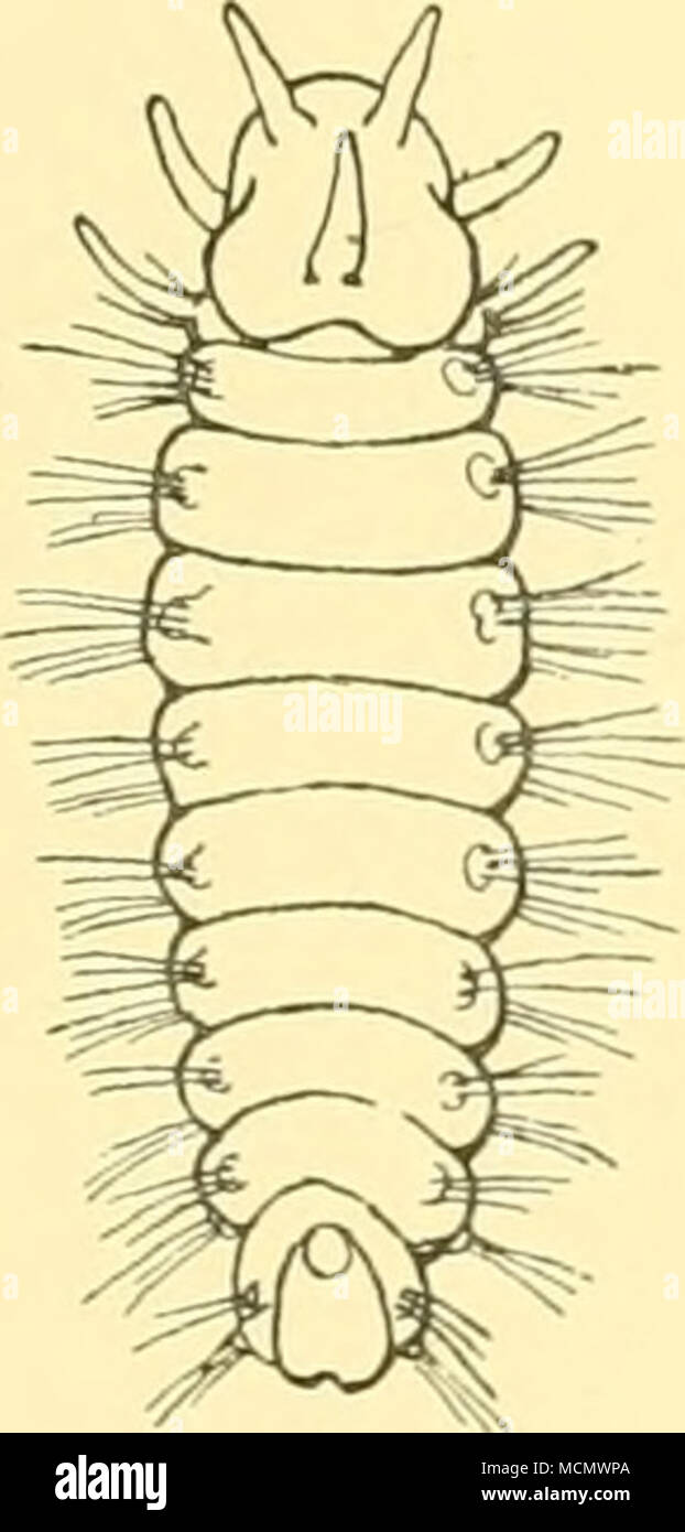 Chaetae hi-res stock photography and images - Alamy