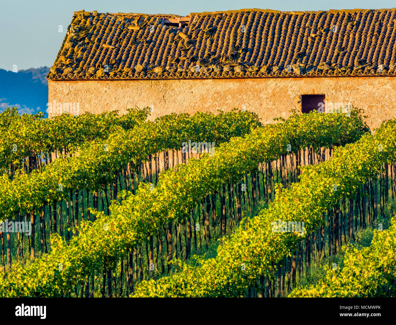 Grape vines in the Tuscan countryside, Italy Stock Photo - Alamy
