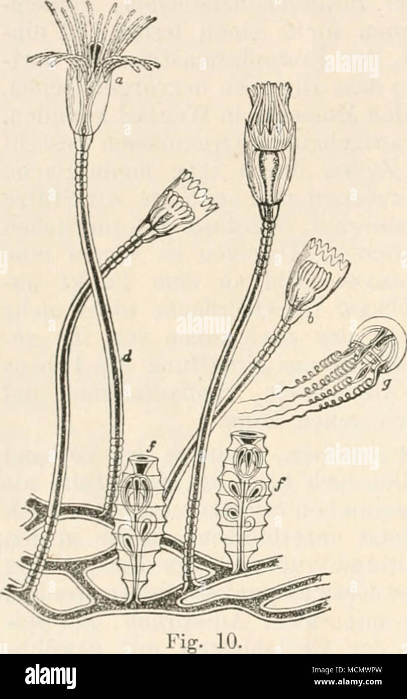 Hydrocaulus hi-res stock photography and images - Alamy