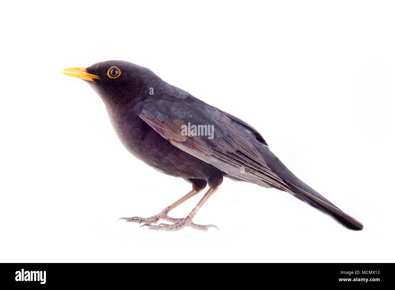 Blackbird (Turdus merula, male) is one of best world singer. Side view ...